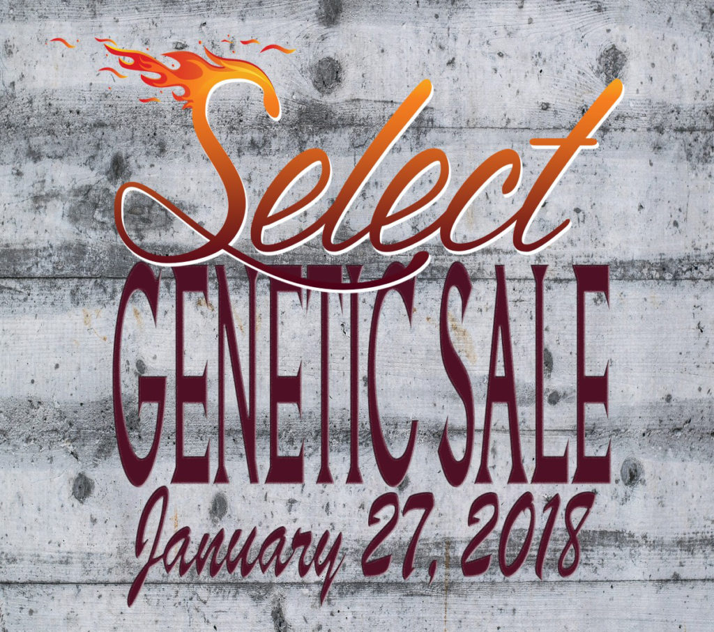 BCR Ventures Select Genetics Sale - SmartAuctions Cattle Sales - Be ...