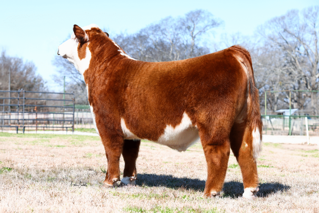 Cox Ranch Holy Roller First Shot Offering - SmartAuctions Cattle Sales ...
